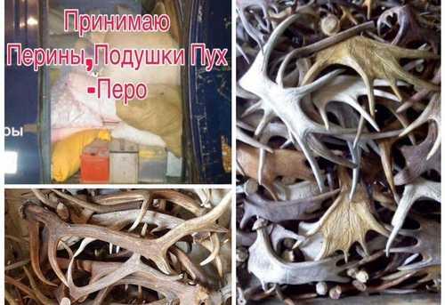 Перины, Подушки Рога Лося, Оленя