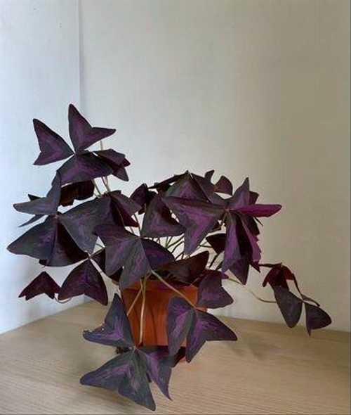 Кислица (оксалис) с фиолетовыми листьями