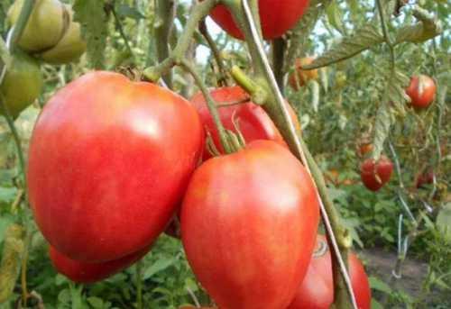 Сортовые семена томата