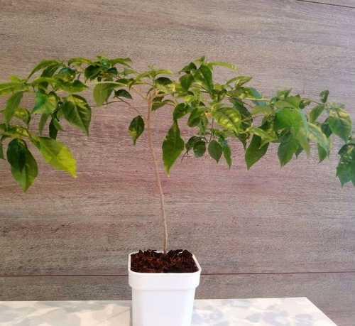 Бугенвиллия (Bougainvillea) взрослая