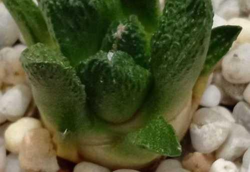 Ариокарпус фиссуратус в горшке 6/6 см