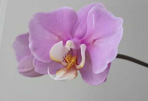 Орхидея фаленопсис anna taisuco
