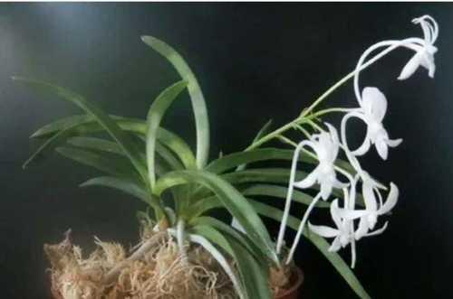 Орхидея Neofinetia falcata Jitsugekkou