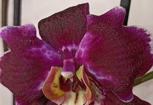 Орхидея фаленопсис Rode, красные