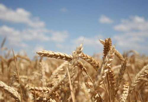 Семена "Гром" озимая пшеница элита