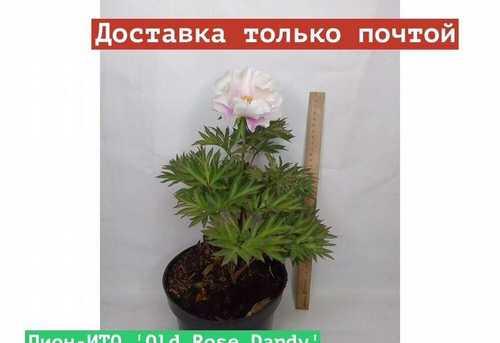 Пион-ито Old Rose Dandy