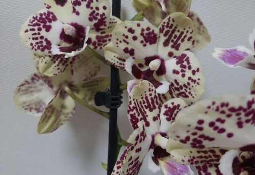 Орхидея Спанч боб/Daisy 2 цветоноса