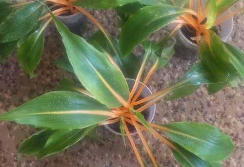 Комнатные цветы Хлорофитум грин оранж
