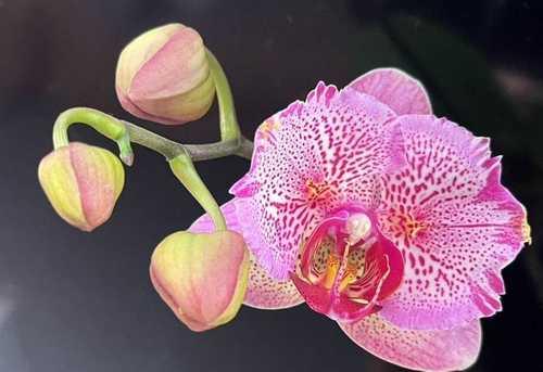 Орхидея фаленопсис бабочка цветет