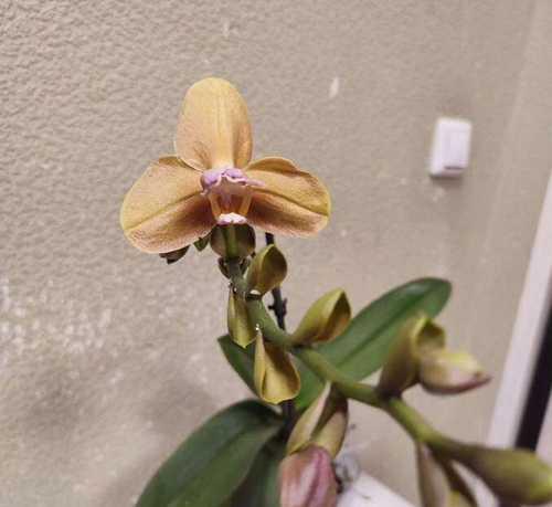 Орхидея фаленопсис Монако бабулетка