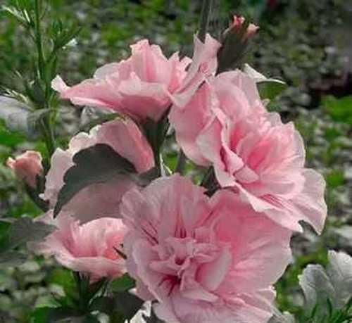 Гибискус сирийский, молодое цветущее растение