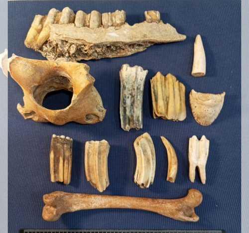 Набор палеонтологии. Вымершие животные. Плейстоцен
