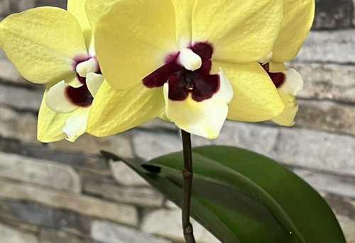 Орхидея Melody x (Golden Beauty x Big Beauty)