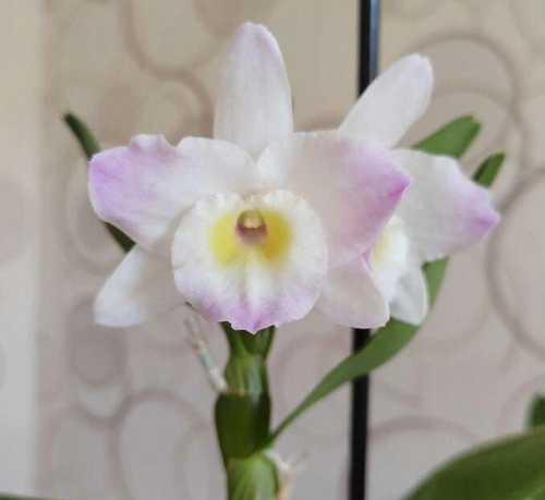 Орхидея Дендробиум нобиле (ароматный)
