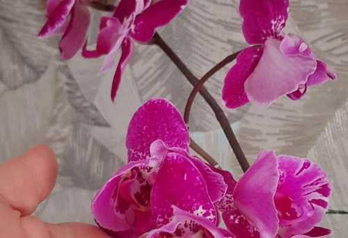 Орхидея Бинти, частично пелор