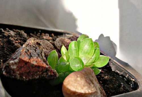 Хавортия Купера комнатное растение для флорариума