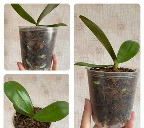 Орхидея фаленопсис Miki микс