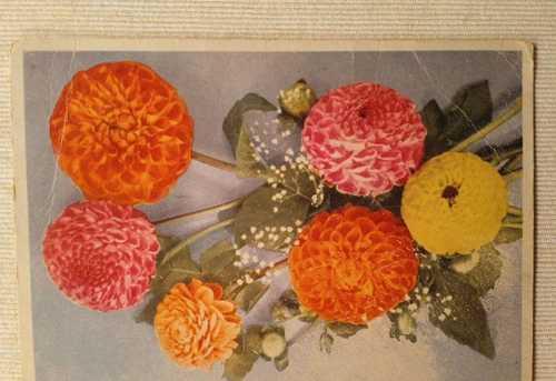 Послевоенные открытки цветы. 1949г