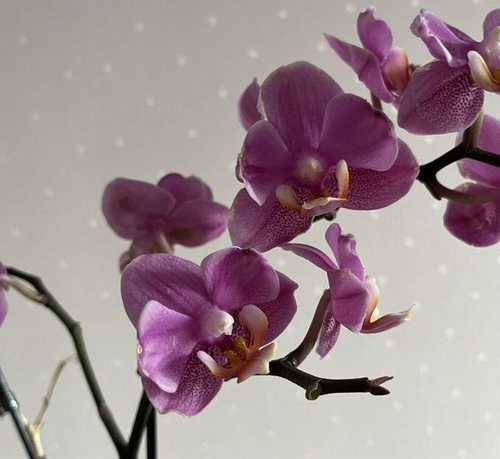 Орхидея фаленопсис ханни бантик