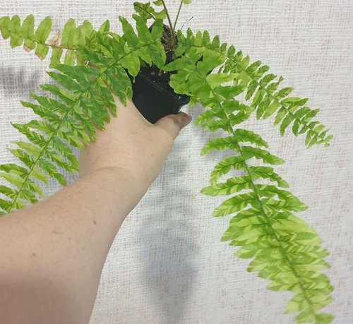 Папоротник нефролепис 'Tiger Fern'