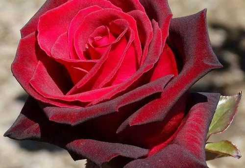 Саженцы Розы Блэк Маджик