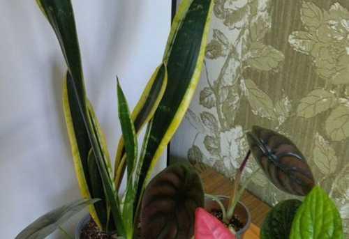 Домашние цветы сансевиерия, аглаонема, алоказия