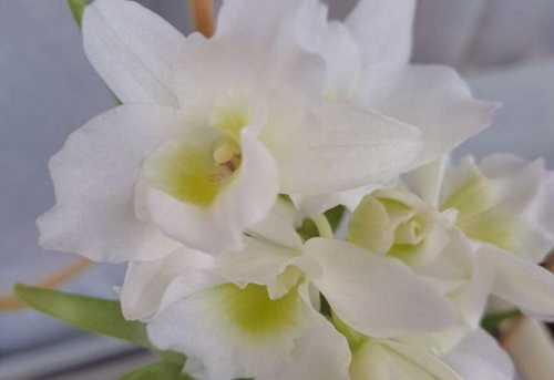 Цветок Орхидея дендробиум Нобиле