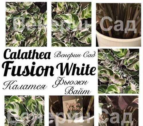Калатея фьюжн вайт/Fusion White(комнатное растение