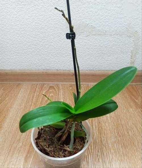 Орхидея фаленопсис мультифлора Soft cloud