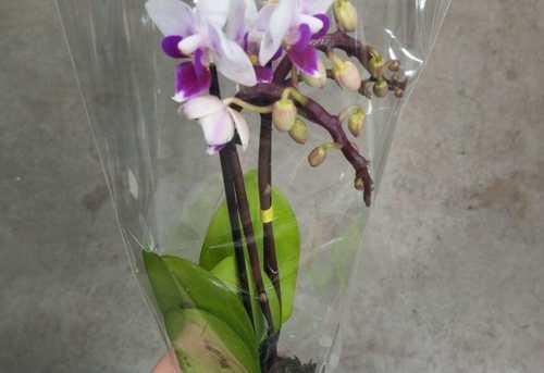 Фаленопсис Софт орхидея О1057