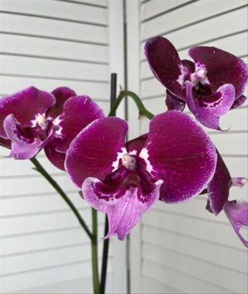 Отцветает Орхидея фаленопсис Хот Кисс