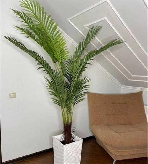 Высокая экзотическая пальма