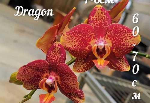 Орхидея фаленопсис дракон