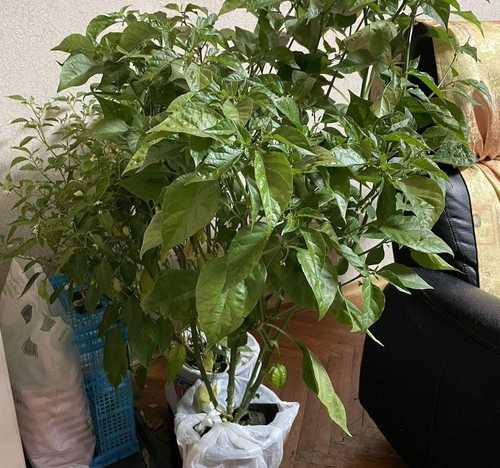 Кусты Каролины Рипер, кусты Сахарной Лихорадки