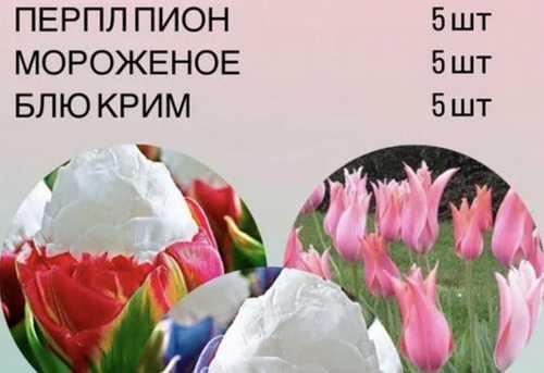 25 шт Ассорти сортовых тюльпанов урожай 2023