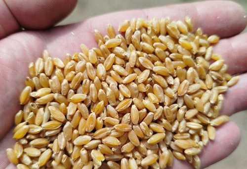 Семена твёрдой и мягкой пшеницы
