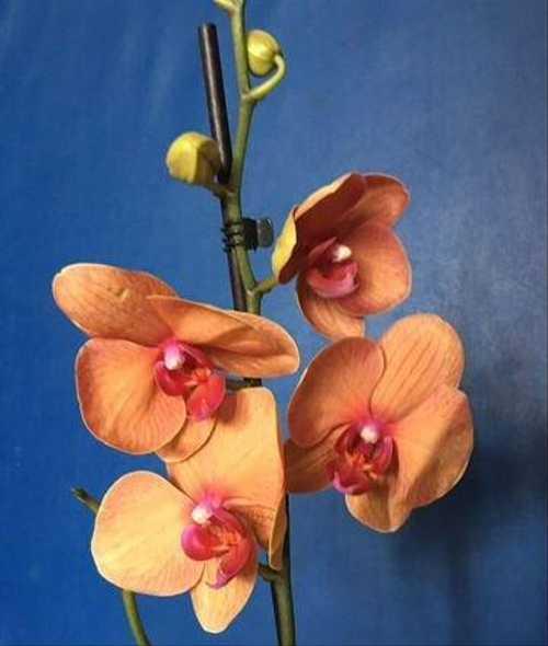 Орхидея фаленопсис Aian sun orange