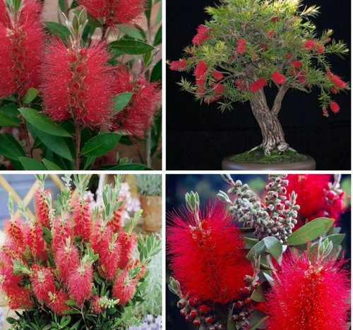 Callistemon Citrinus (Каллистемон Лимонный)семена