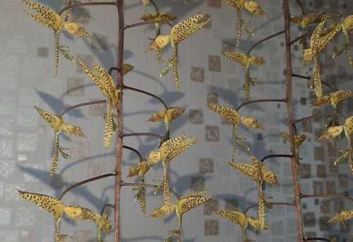 Орхидея. Gongora powellii