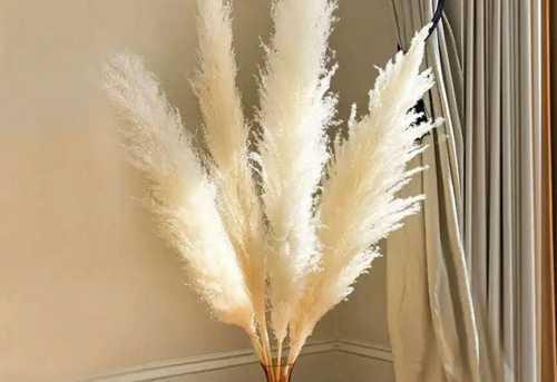 Пампасная трава белая, натуральная кортадерия