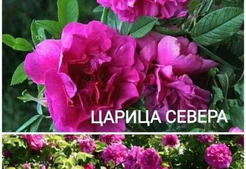 Роза царица севера