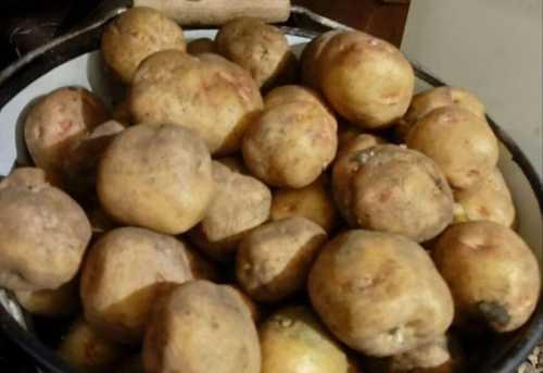 Семена картофель сорокодневка