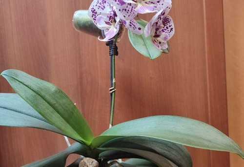 Орхидея фаленопсис биглип Экспрессия