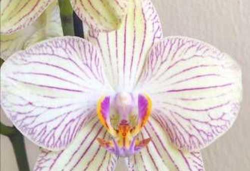 Орхидея фаленопсис свтло-желтая