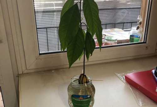 Авокадо растение проросток