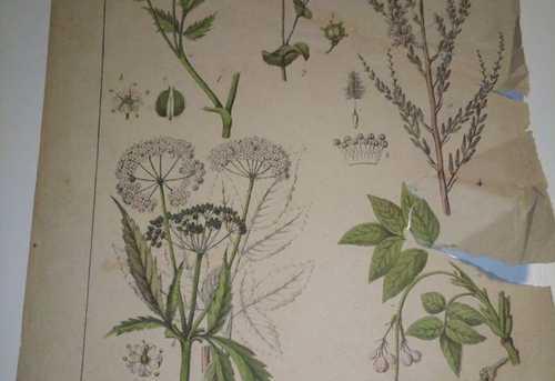 Ботанический лист с гербарием