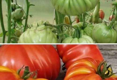 Семена сортовых томатов. не гмо не гибриды