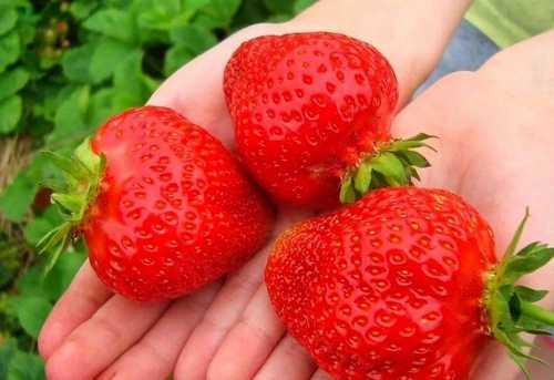 Саженцы клубники Азия и 7 вкуснейших сортов