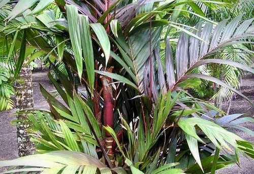 Areca vestiaria 'Maroon' - Red Fruit Loop Palm