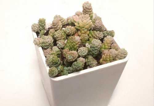 Sedum dasyphyllum major